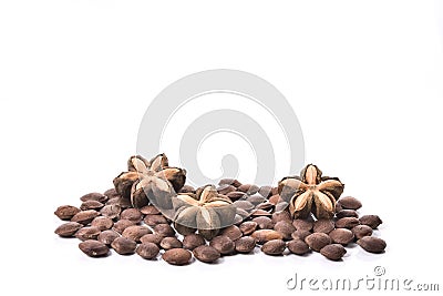 Sacha Inchi, Sacha Mani Or Star Inca Peanut Seed On White Background ...