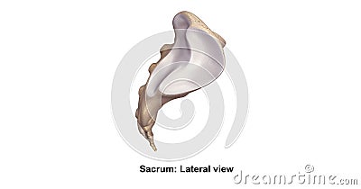 Sacrum Lateral View Royalty-Free Stock Image | CartoonDealer.com #81731176