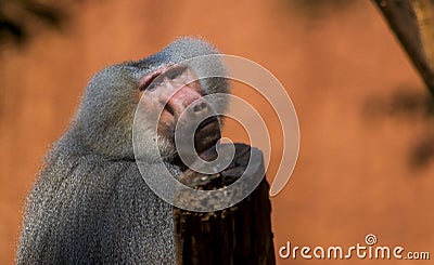 Sad Baboon Stock Photo - Image: 34610730