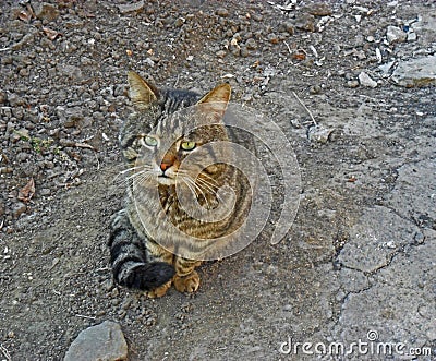 Sad Cat Royalty-Free Stock Image | CartoonDealer.com #43512130