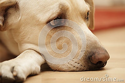 Sad Labrador Stock Photography - Image: 18636792