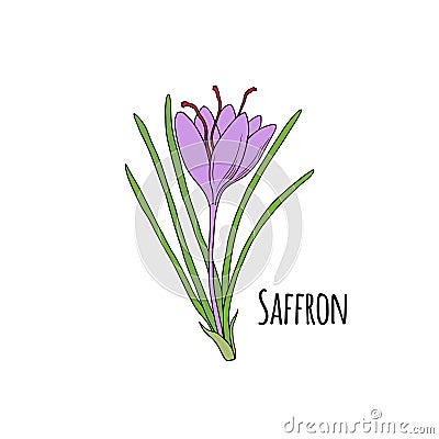 Saffron Crocus Flower Crocus Sativus. Hand Draw Sketch Cartoon Vector ...