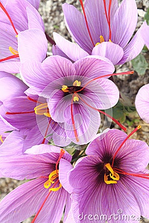 Saffron Crocus Flowers Royalty Free Stock Photo - Image: 21829635