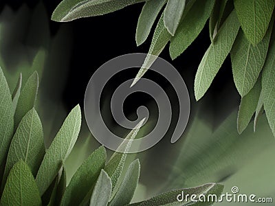 Sage Background Royalty-Free Stock Photography | CartoonDealer.com #5609675