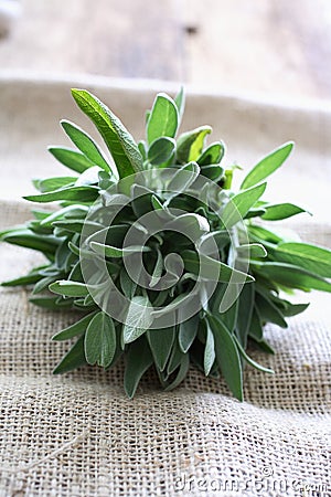Sage Bundle Royalty-Free Stock Image | CartoonDealer.com #7751098