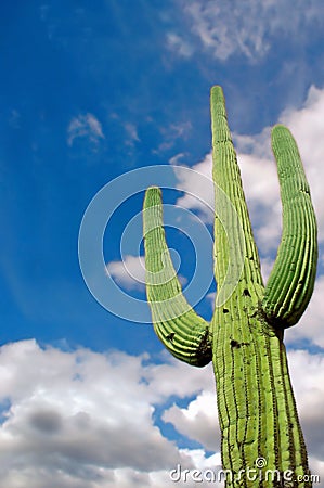 Saguaro Cactus 2 Royalty Free Stock Photography - Image: 1812377