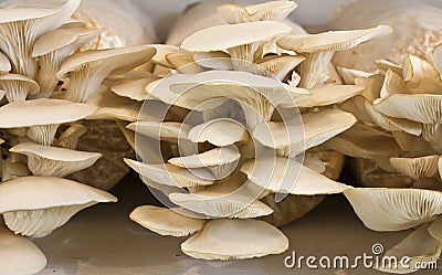 Sajor-caju Mushroom With Mushroom Kit Royalty Free Stock Photography ...