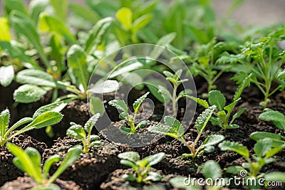 Salvia Seedlings In Soil Blocks. Soil Blocking Is A Seed Starting ...