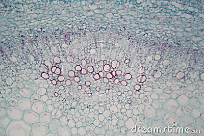 Sambucus Stem With Parenchyma Cells Under The Microscope Royalty-Free ...