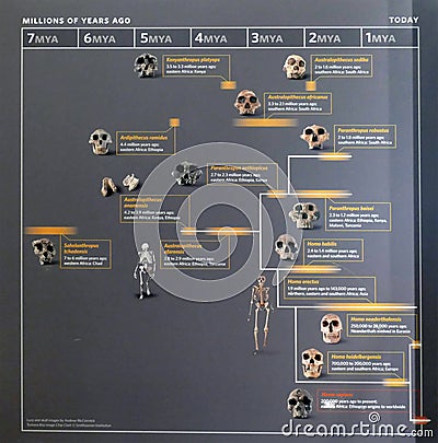 Human Evolution Family Tree Chart Editorial Image | CartoonDealer.com ...