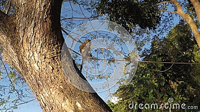 Small Captive Monkey Chained on the Tree Stock Footage - Video of ...