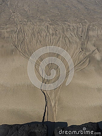 Sand Tree Royalty-Free Stock Photography | CartoonDealer.com #67452941