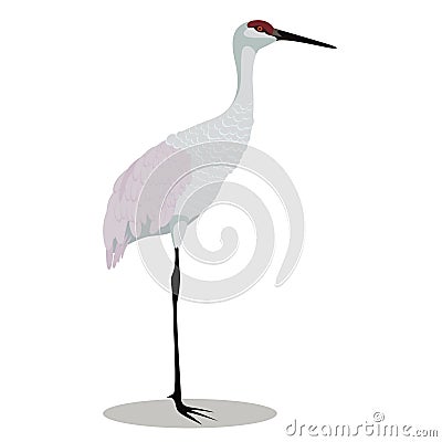 Sandhill Crane Cartoon | CartoonDealer.com #112370303