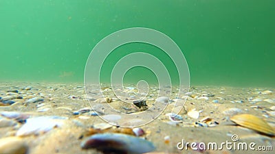 Sandy Seabed with Sunlight through Water Surface. Stock Video - Video ...