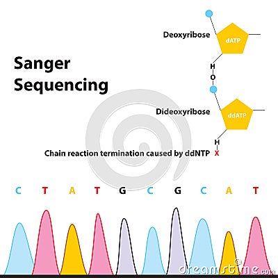 Sanger Sequencing DNTPs DdNTPs 2 Cartoon Vector | CartoonDealer.com ...