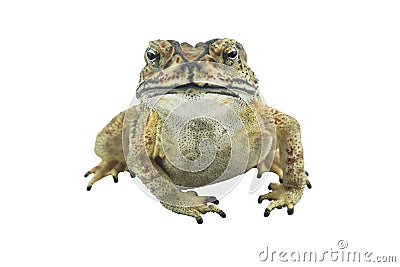 Sapo Aislado En El Fondo Blanco Foto de archivo - Imagen: 43559150