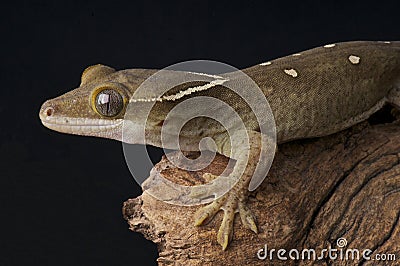 2,942 Pink Camouflage Photos - Free & Royalty-Free Stock Photos from ...