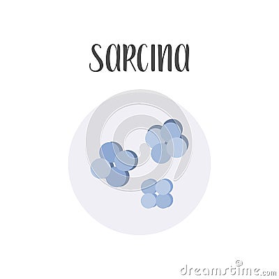 Sarcina. Bacteria Classification. Spherical Shapes Of Bacteria, Cocci ...