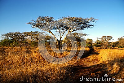 Savanna Royalty Free Stock Photos - Image: 17972518