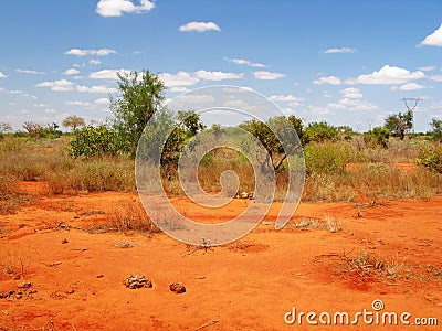 Savannah Landscape Royalty Free Stock Photography - Image: 17738817