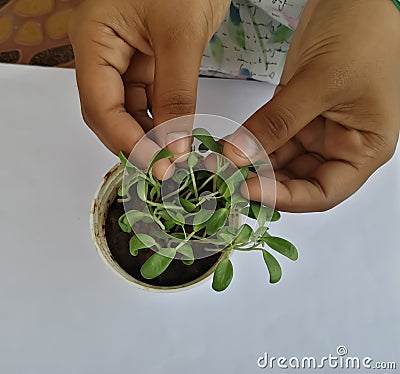 Save Plants - Protect Plants And Conserve Them Stock Image ...