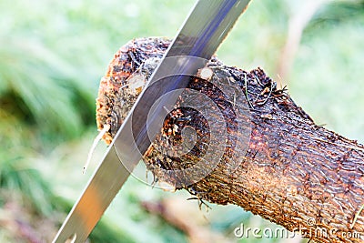 Sawing End Of Tree Royalty-Free Stock Photography | CartoonDealer.com ...