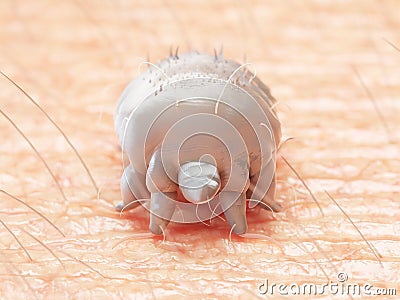A Scabies Mite Royalty-Free Cartoon | CartoonDealer.com #127843214