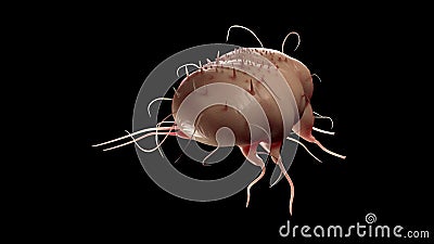 A scabies mite stock footage. Video of itch, graphic - 140240042