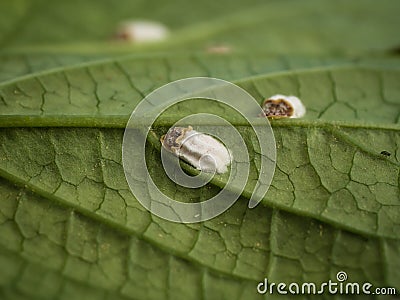 Scale Insect Or Hydrangea Scale Sucking On A Leaf Stock Photography ...