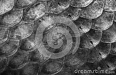 Scales Fish Texture Background. Close-up. Natural Blue And Gold ...