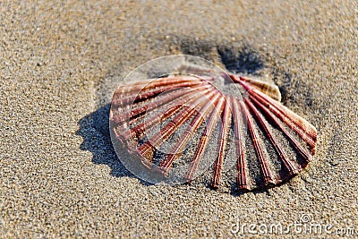 Scallop Shell ~ Lyme Regis - Stock Image - Everypixel
