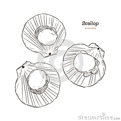 Scallops, Hand Draw Vector | CartoonDealer.com #127948357