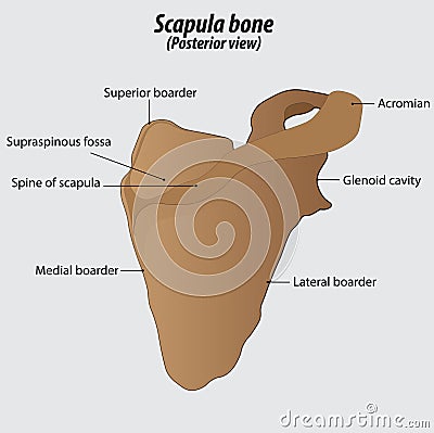 Scapula Bone Vector Illustration Drawing Labeled Diagram ...