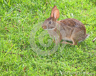 Scared Bunny Stock Image - Image: 32555661