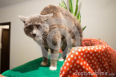 Scared Cat Stock Photo - Image: 51381641