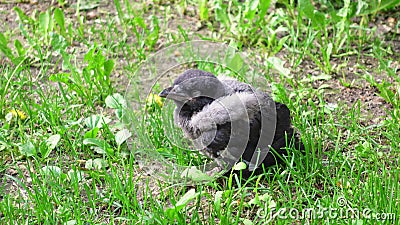 Scared Crow Chick is Sitting in the Grass after Falling from the Nest ...
