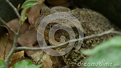 Scared Frog Image in Nature in a Mountain Forest Stock Footage - Video ...