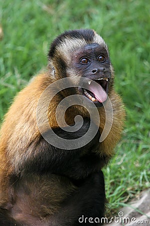 Scared Monkey Stock Image - Image: 15219941