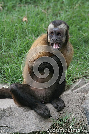 Scared Monkey Stock Photos - Image: 15219963