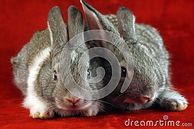 Cute Bunny Rabbits In Awe Or Scared Stock Photography - Image: 13826112