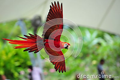 Scarlet Macaw In Flight Stock Photos - Image: 22969833