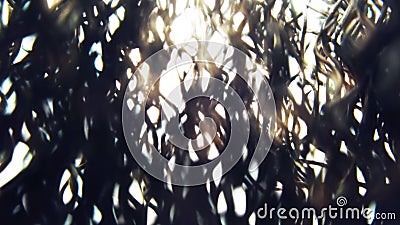 Scary Alien Forest. Dark Mysterious Burned Forest Landscape Stock ...