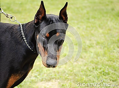 Scary Doberman Stock Image - Image: 19893301