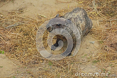 Scary Groundhog Royalty-Free Stock Photography | CartoonDealer.com ...