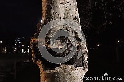 Scary Looking Tree Royalty-Free Stock Image | CartoonDealer.com #171173014
