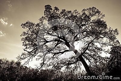 Scary Oak Tree Silhouetted Against A Setting Sun Stock Photo ...