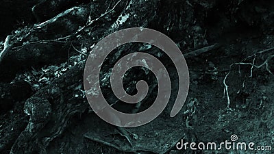 Scary Trees in the Woods, in the Dark Stock Video - Video of dark ...