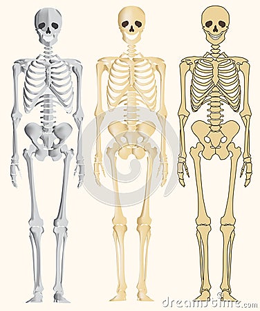 Scheletro Umano Fotografia Stock Libera da Diritti - Immagine: 32501045