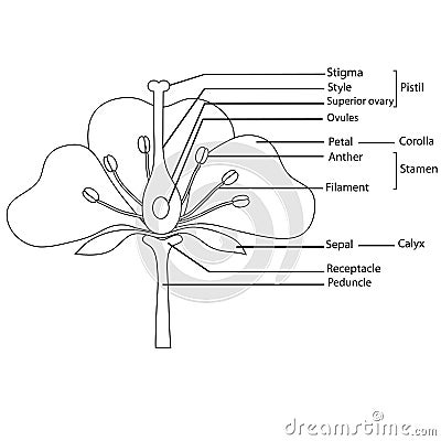 Schema Di Un Fiore Fotografie Stock - Immagine: 26123873