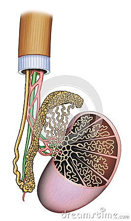 Human Testicles Stock Image | CartoonDealer.com #30165757